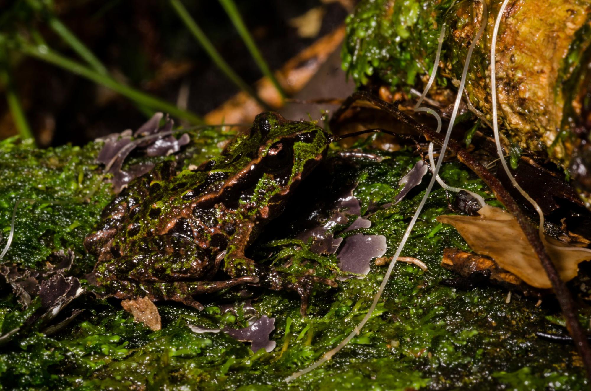 Leiopelma archeyi | NZHS